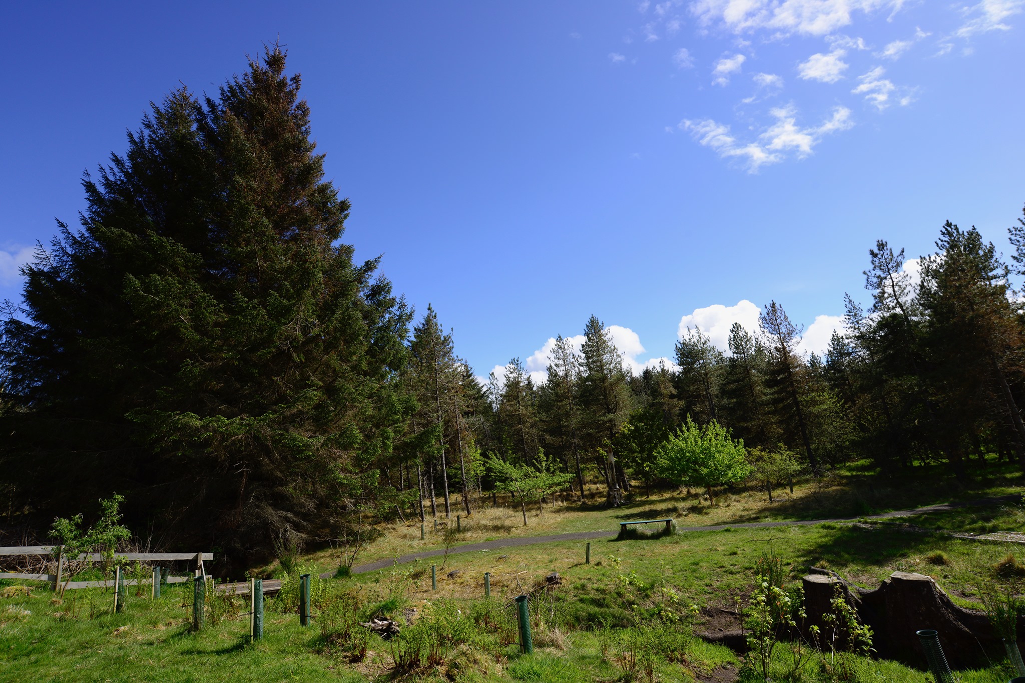 Dunnet Community Forest